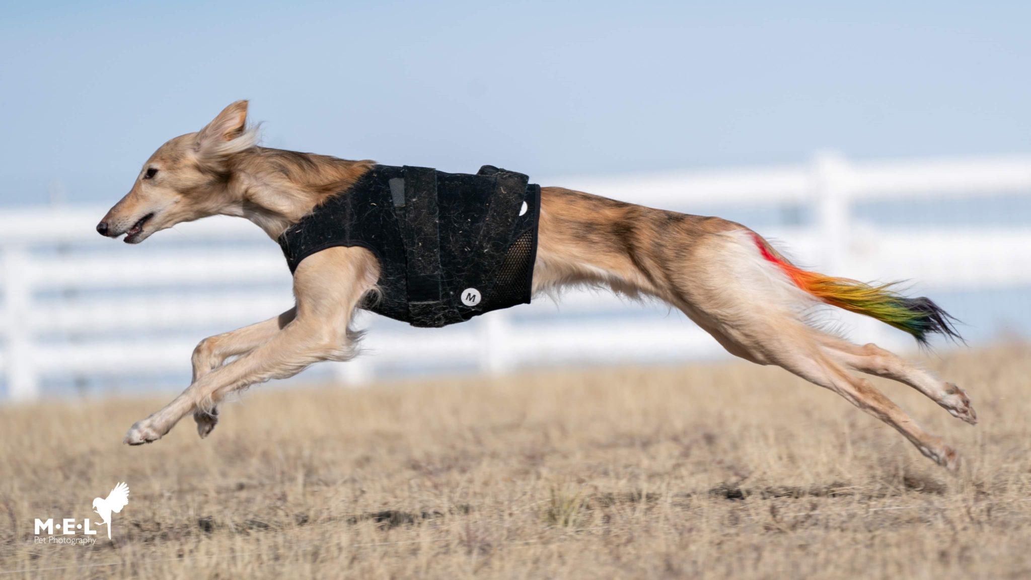 ISWS Holter Rental Program – ISWS